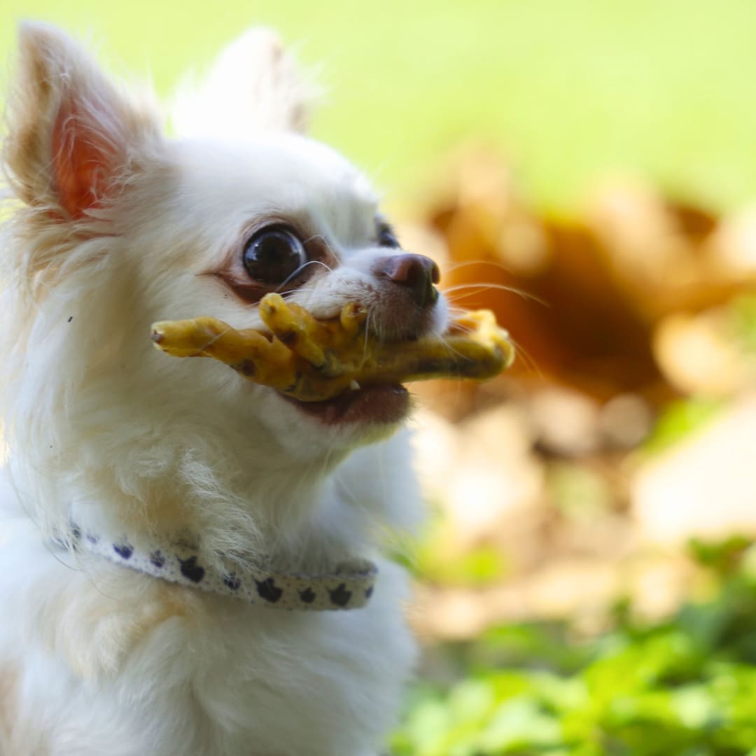 Patitas de Pollo (2 unidades) – Wawis Dog Food